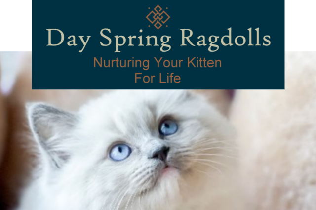 Kitten Application- Day Spring Ragdolls - Day Spring Ragdolls