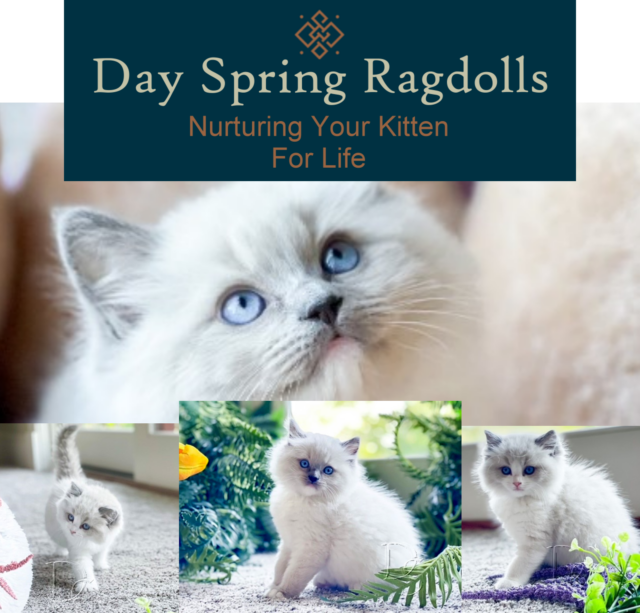 Day Spring Ragdolls - Ragdoll Kittens For Sale San Francisco CA